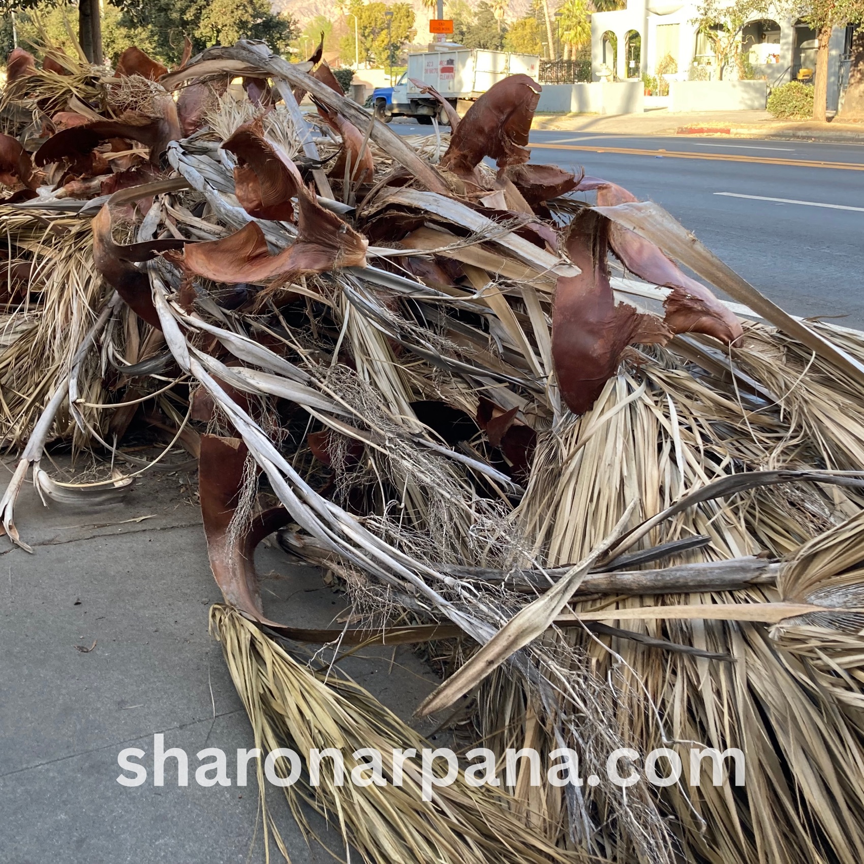 ’Twas Great to Be Alive in 2025 – SHARON ARPANA EDWARDS